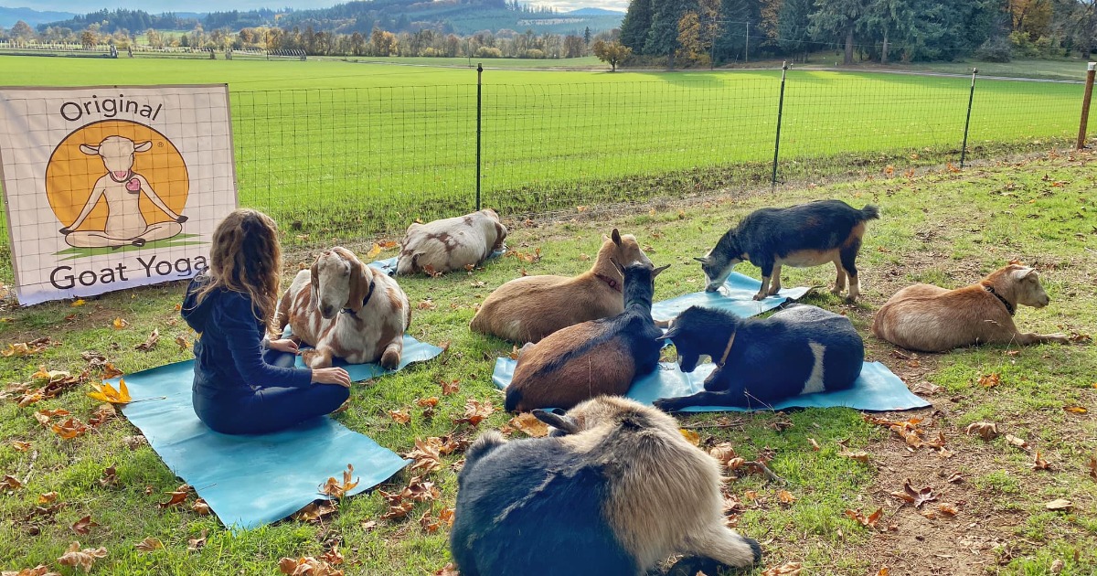 Try a Goat Yoga Class or Goat Happy Hour