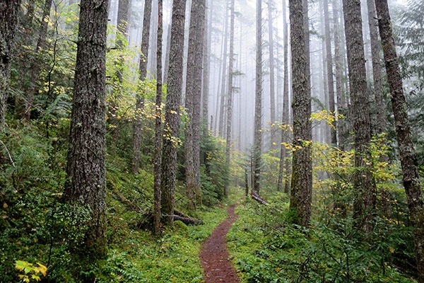 OSU Research Forests, Corvallis, Oregon